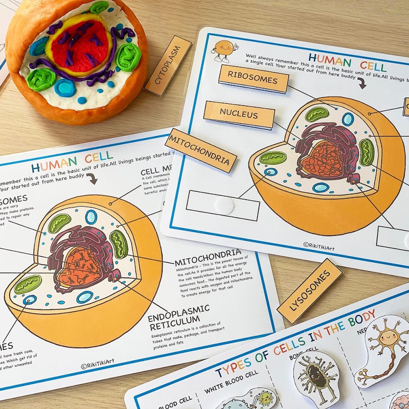 Human Anatomy Busy Book - Glowysh